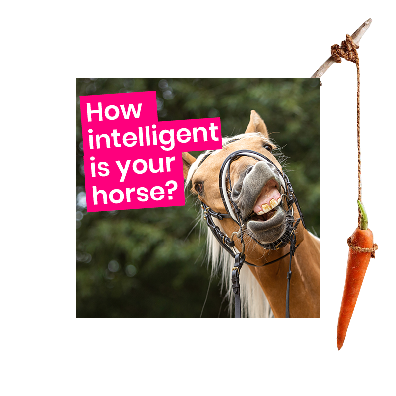 The Horse Intelligence Test